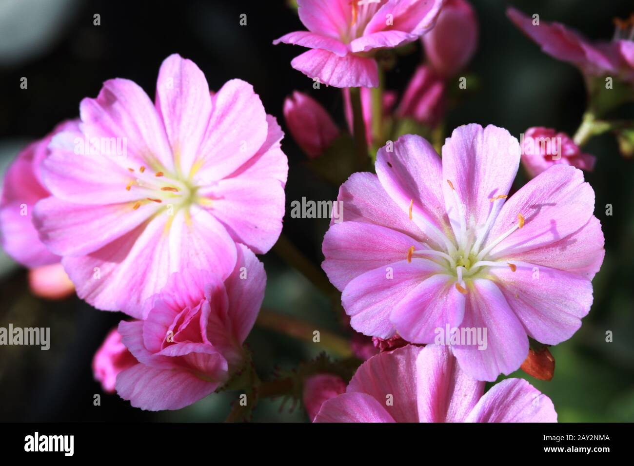 Bitterroot flowers hi-res stock photography and images - Alamy