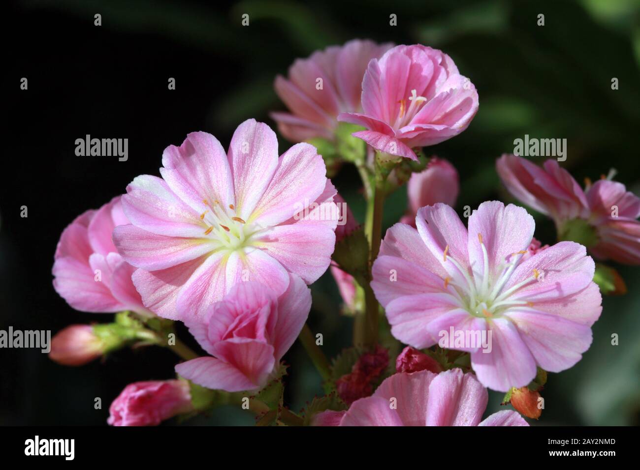 Bitterroot flowers hi-res stock photography and images - Alamy