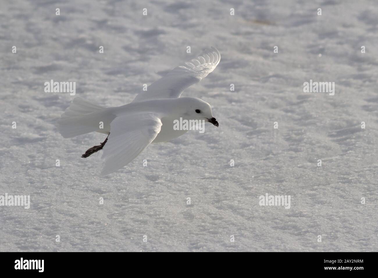 Snow petrel hi-res stock photography and images - Alamy