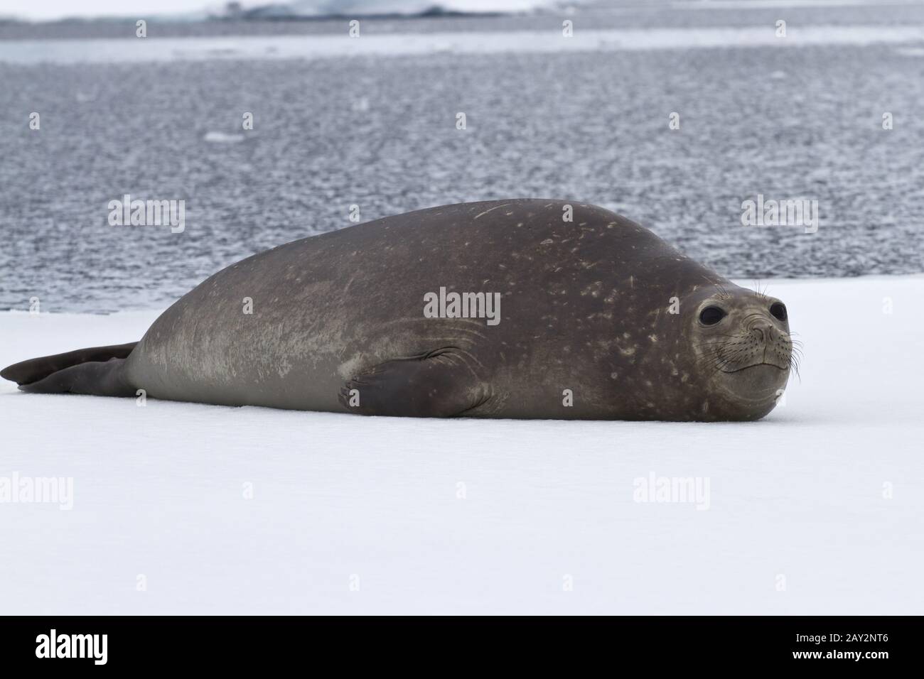 Ice Ocean Seal