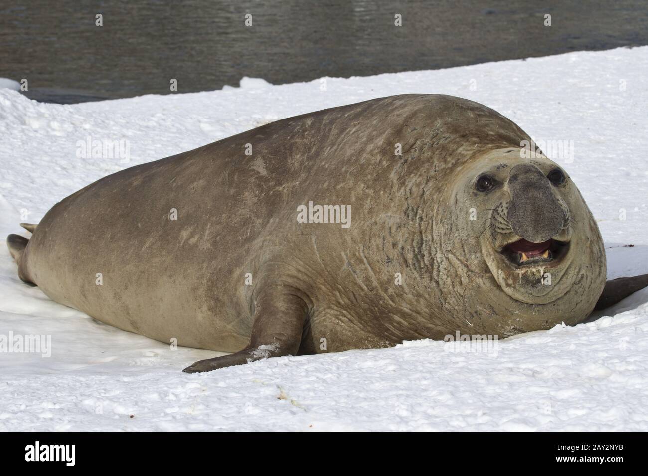 Sea Elephant High Resolution Stock Photography and Images - Alamy