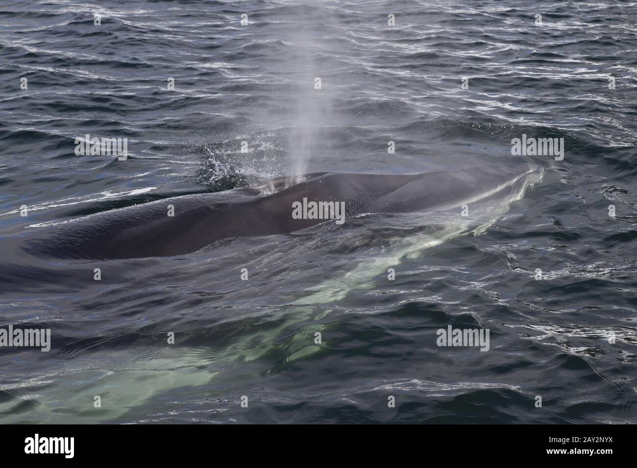 Minke whale pop-up on the ocean surface and produces a fountain Stock ...