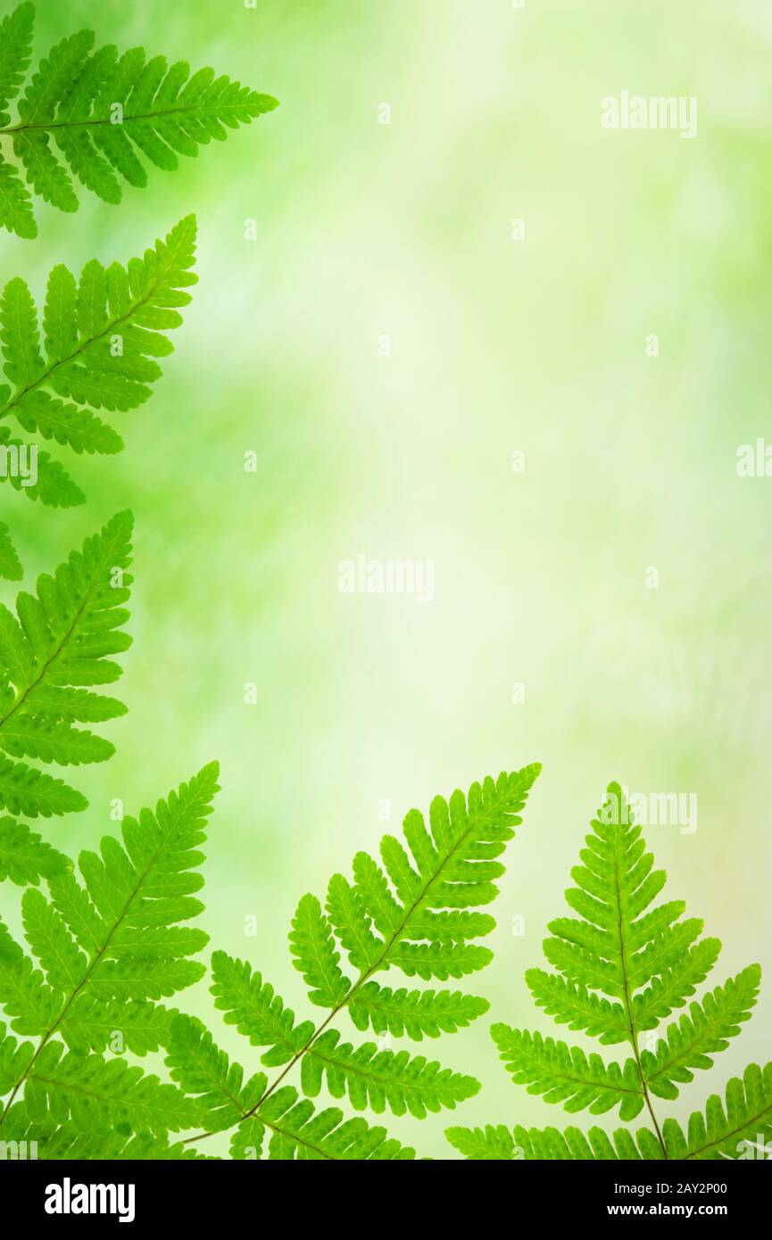 Gymnocarpium High Resolution Stock Photography and Images - Alamy