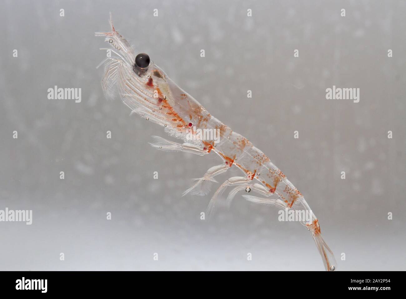 Antarctic krill underwater hi-res stock photography and images - Alamy