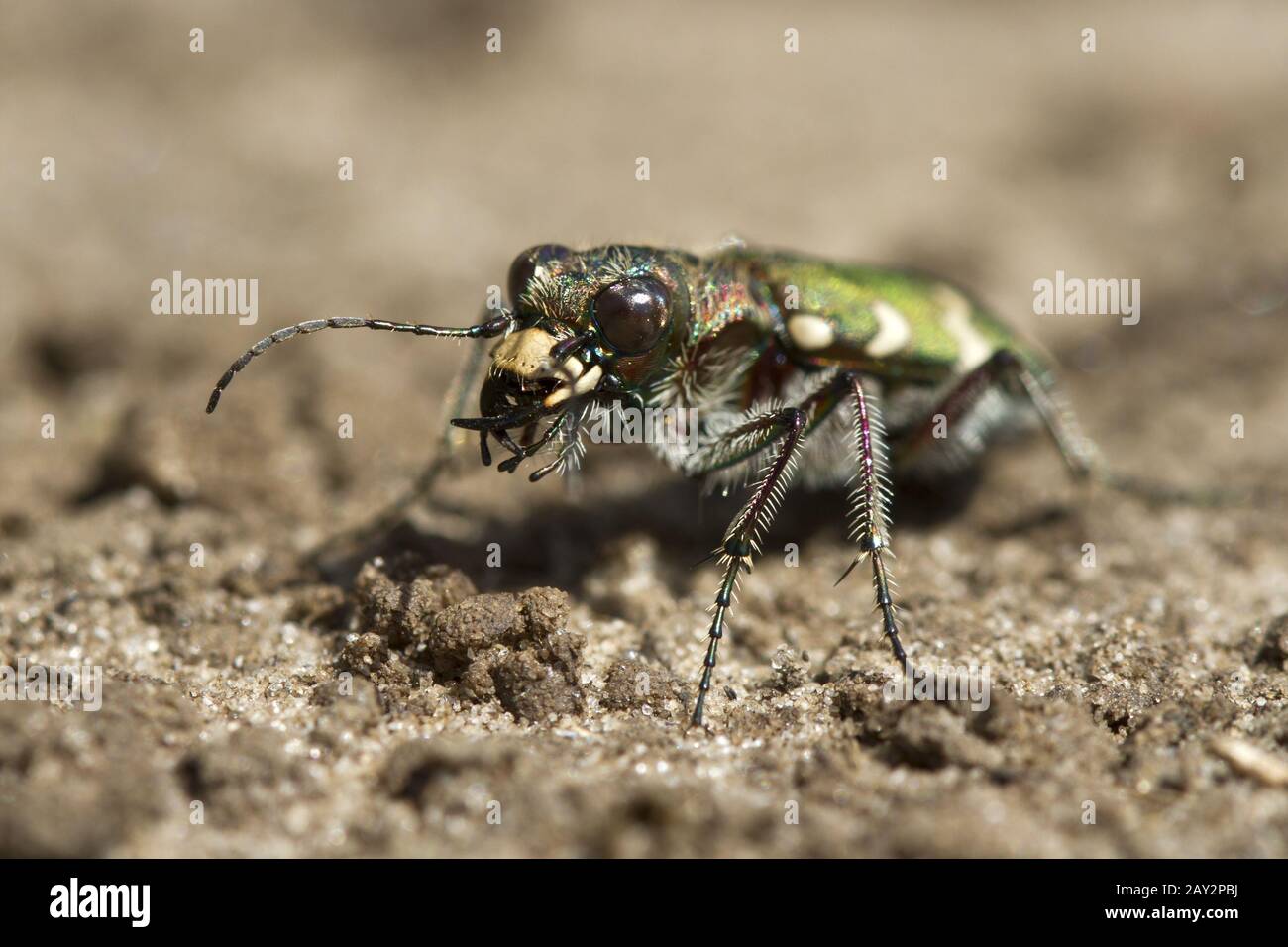portrait beetle standing on the ground in the desert summer day Stock ...