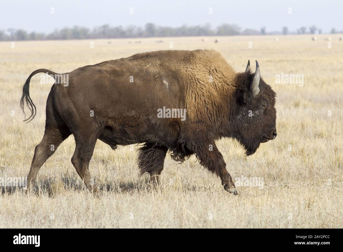North American bison male who goes by the Ukrainian steppes Stock Photo ...