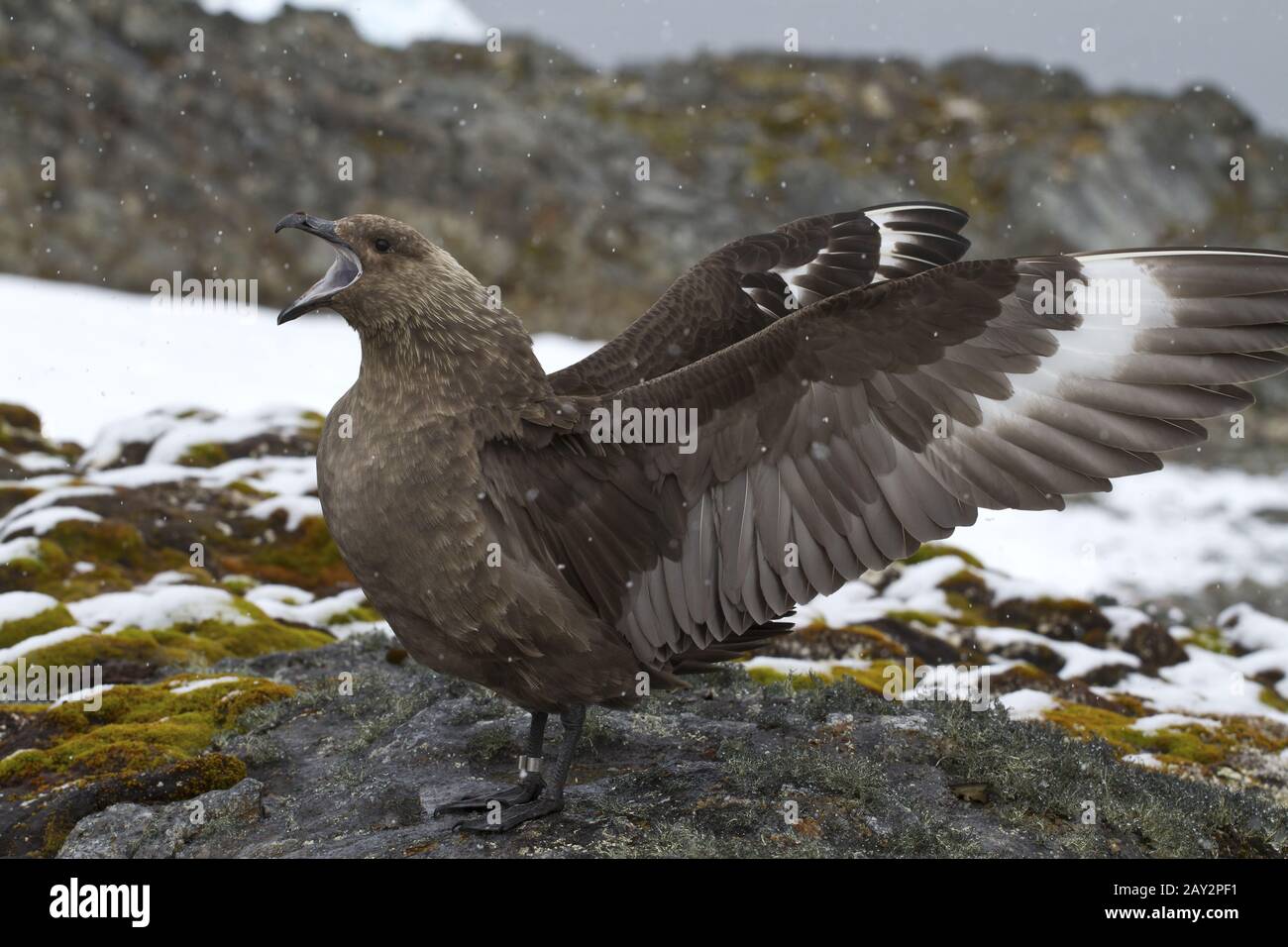 South Polar Skua near the nest during the breeding season Stock Photo ...