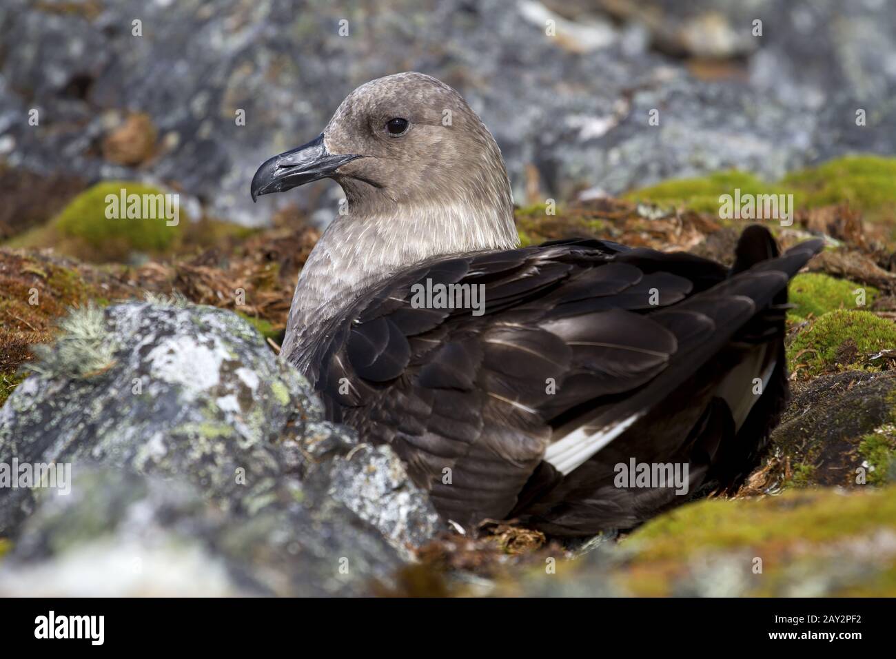 South polar skua nest hi-res stock photography and images - Alamy
