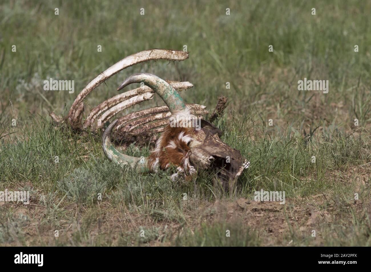 Cow skeleton hi-res stock photography and images - Alamy