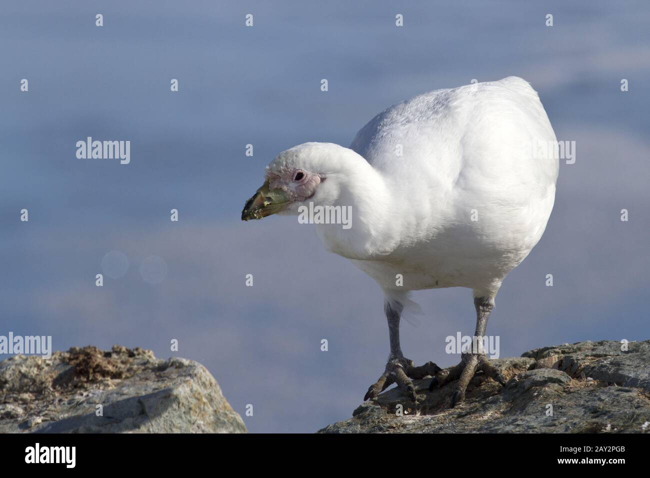 sheathbills in a visible position standing on a rock Stock Photo - Alamy