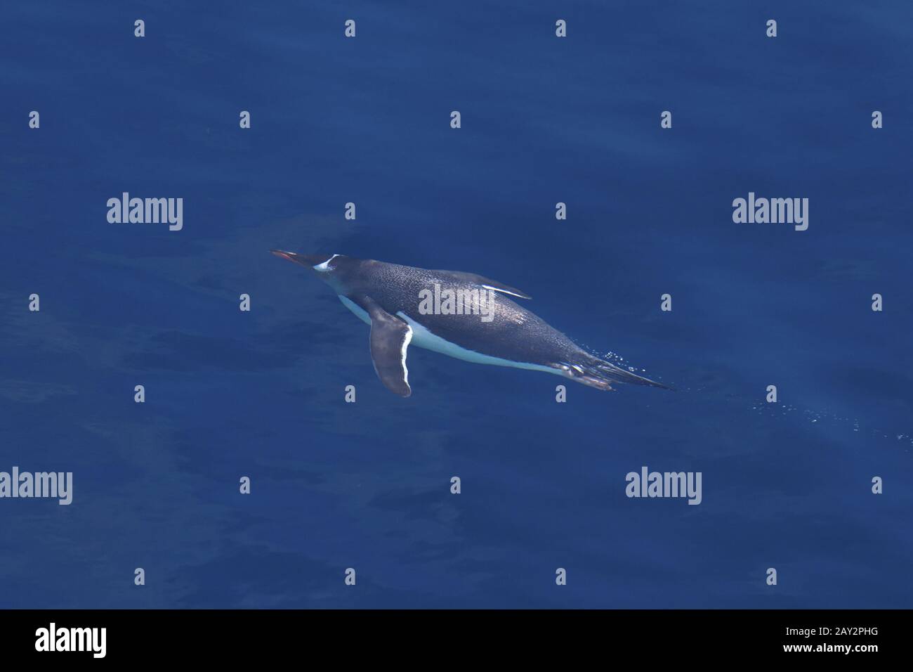 Penguin floating ice hi-res stock photography and images - Alamy