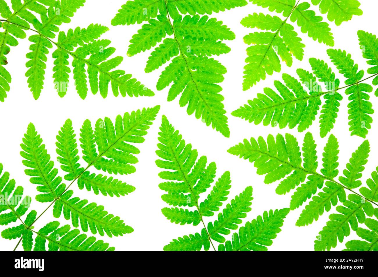 Common oak fern (Gymnocarpium dryopteris) leaves isolated on white ...