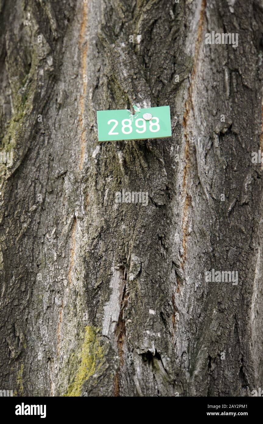 Tree trunk with inventory number Stock Photo - Alamy