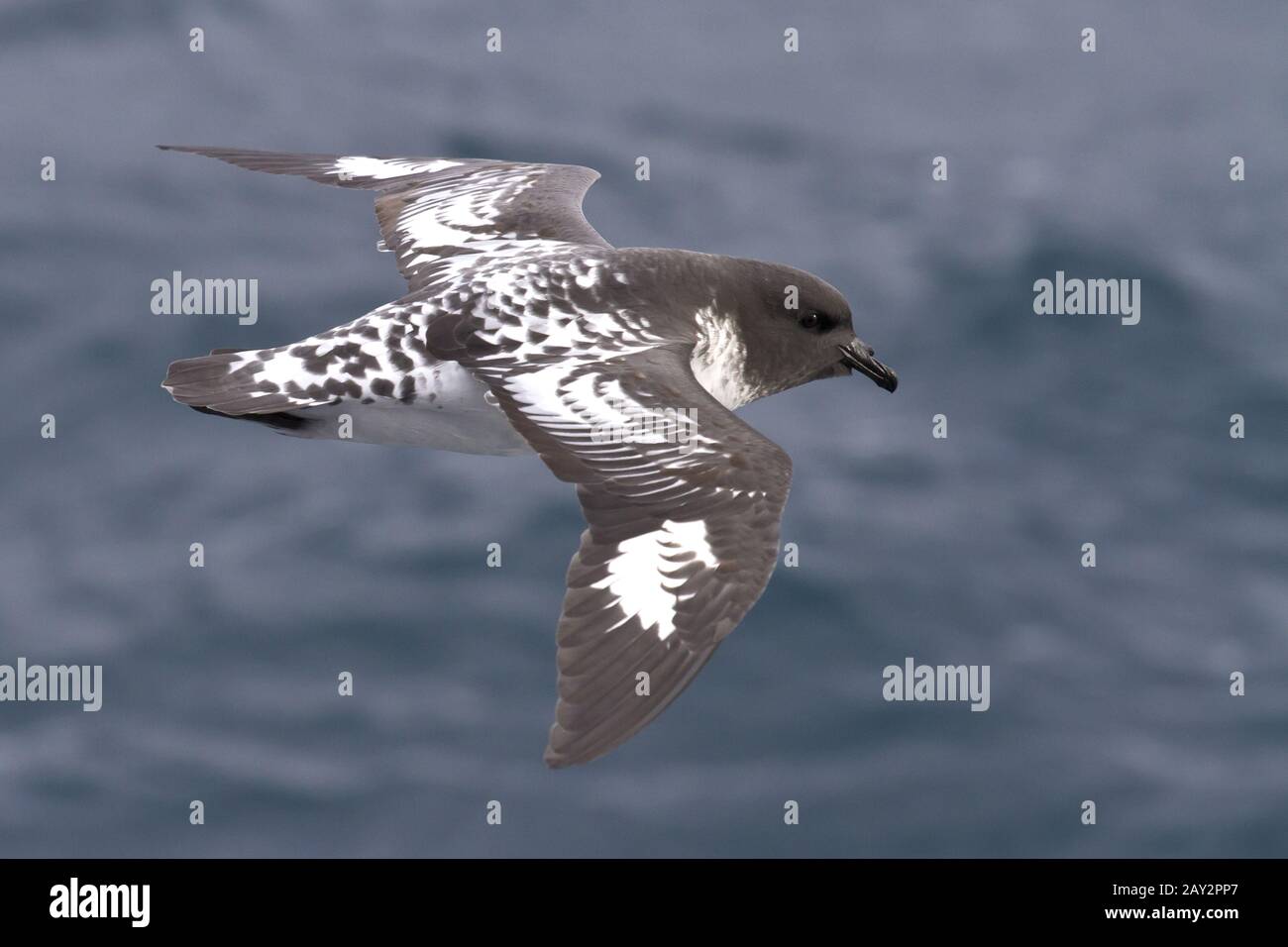 Cape pigeon hi-res stock photography and images - Alamy