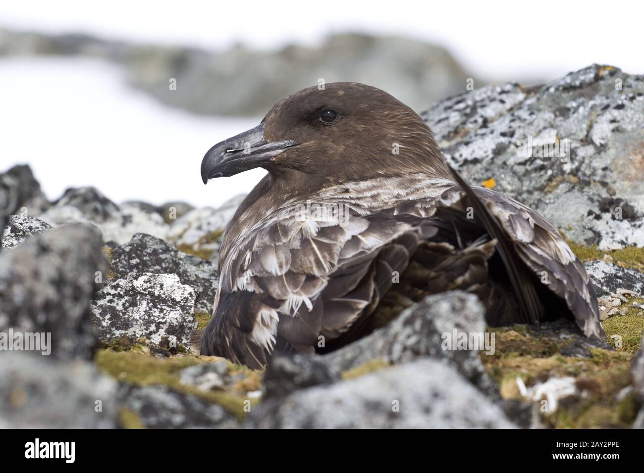 female Antarctic or brown skua that sitting on the nest Stock Photo - Alamy