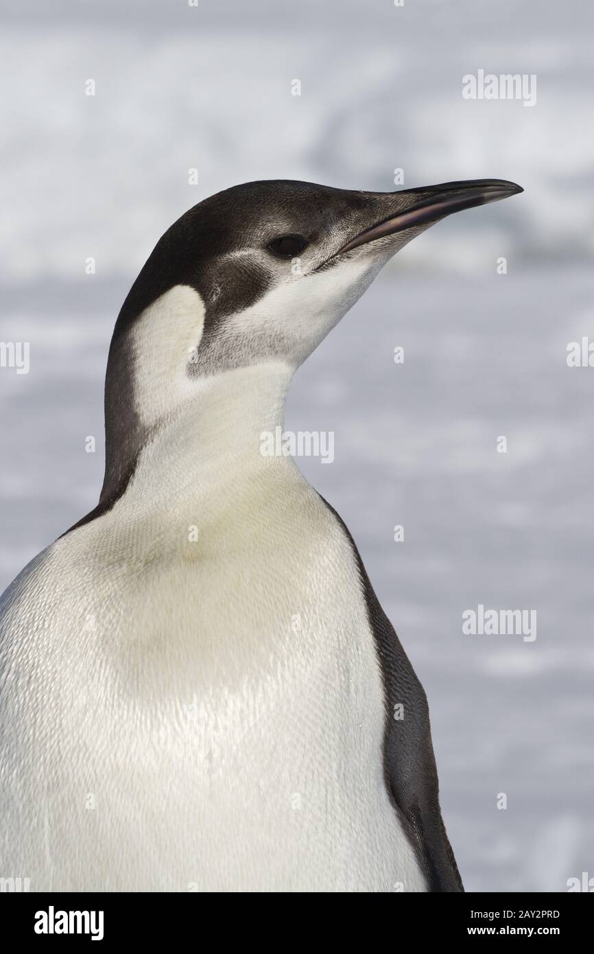 portrait of the emperor penguin that turned his head sunny winter day ...