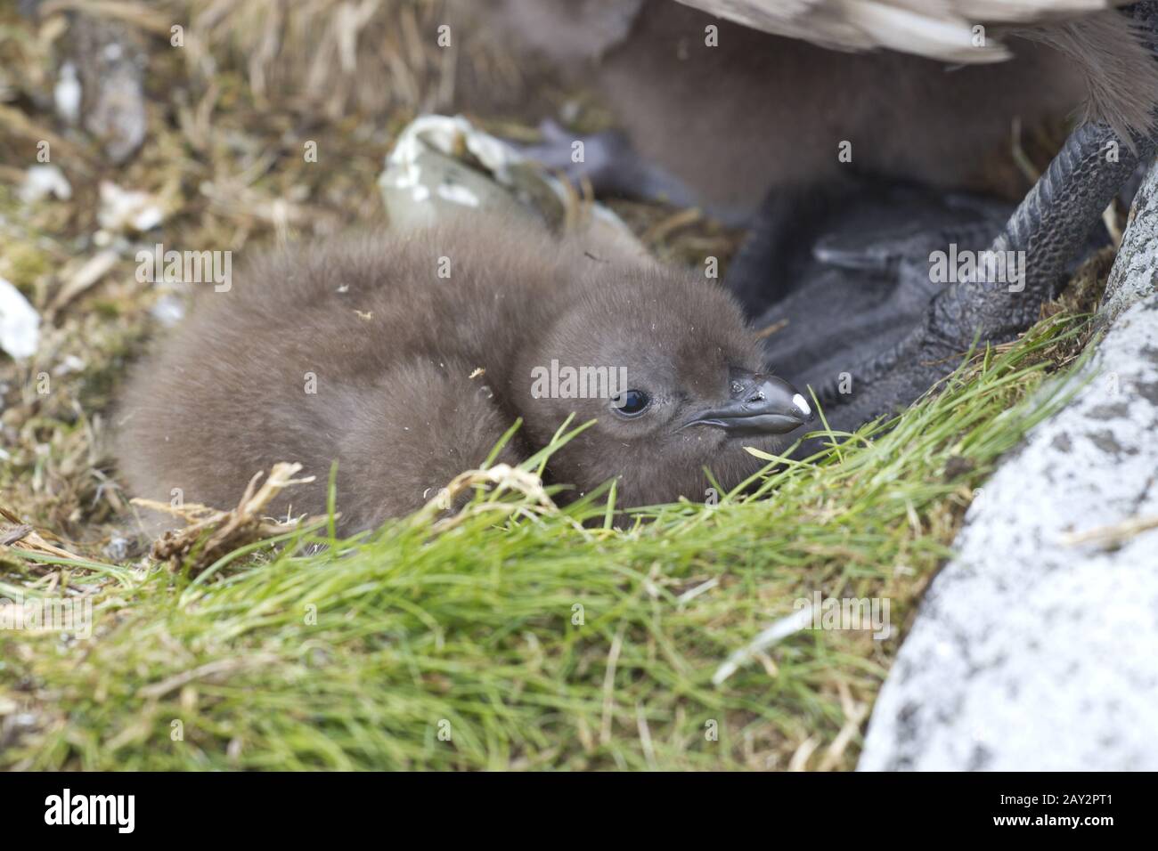 South polar skua nest hi-res stock photography and images - Alamy