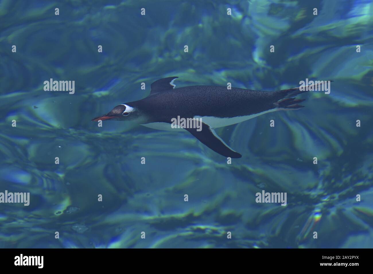 Antarctic penguin underwater hi-res stock photography and images - Alamy