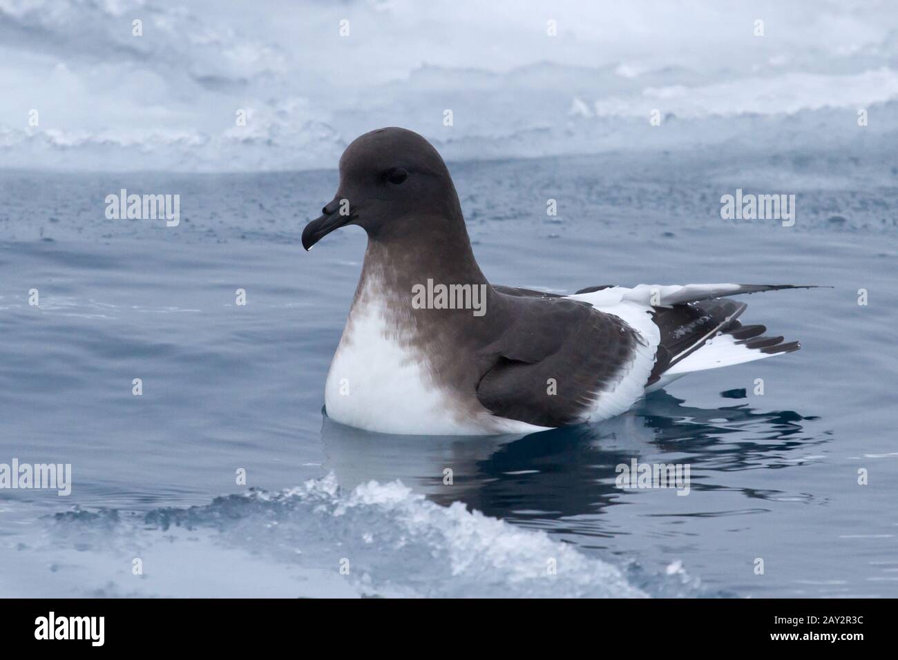 Antarctic petrel that floats in the polynya between ice floes Stock ...