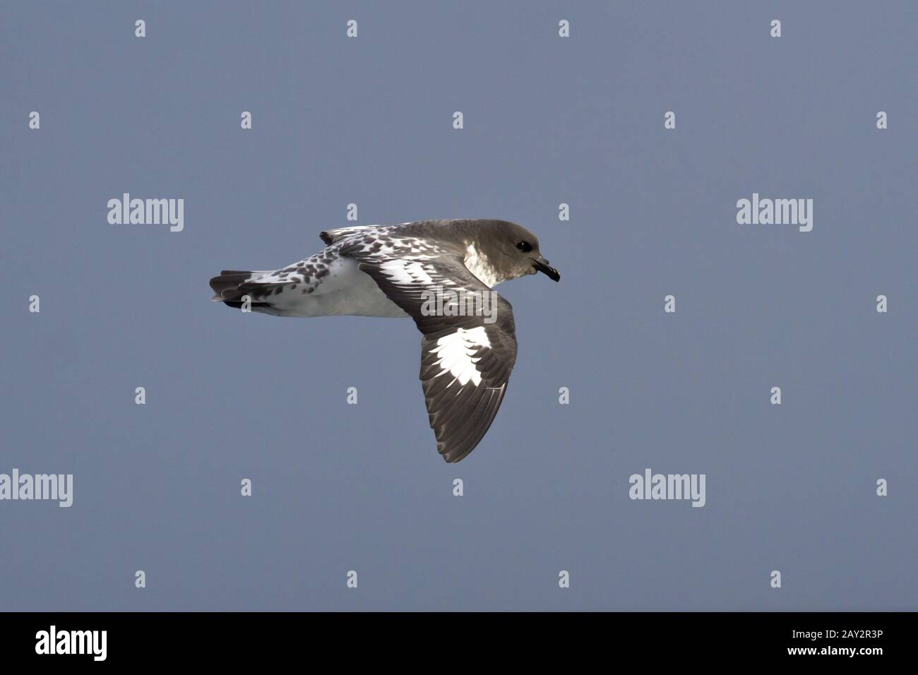Cape pigeon flying over the southern ocean on a cloudy day Stock Photo ...