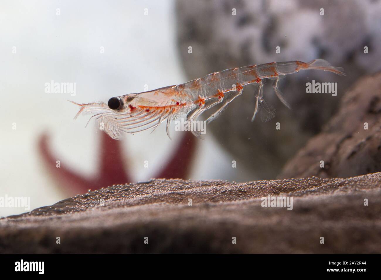 Antarctic krill, which floats in the water near the rocks Stock Photo ...