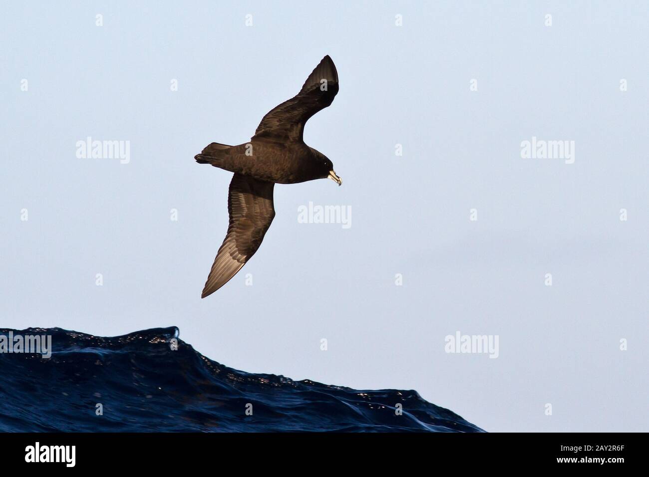 wildlifewhite-chinned petrel flying over the Atlantic Ocean Stock Photo ...