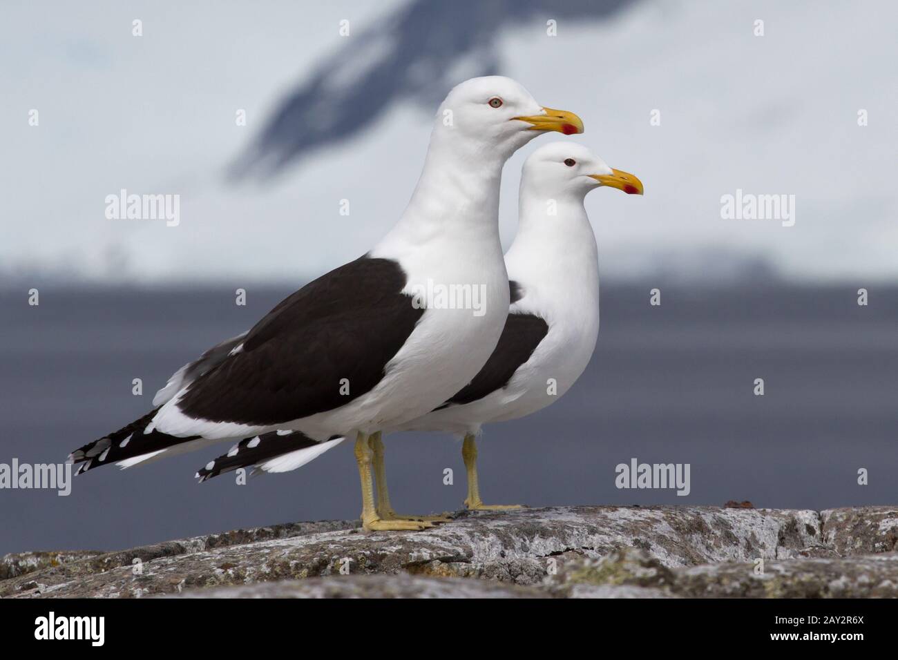 male and female Dominican gull standing on a rock near the nesting area ...