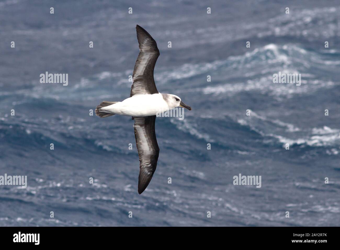 Gray-headed albatross flying over the waters of the fall of the ...