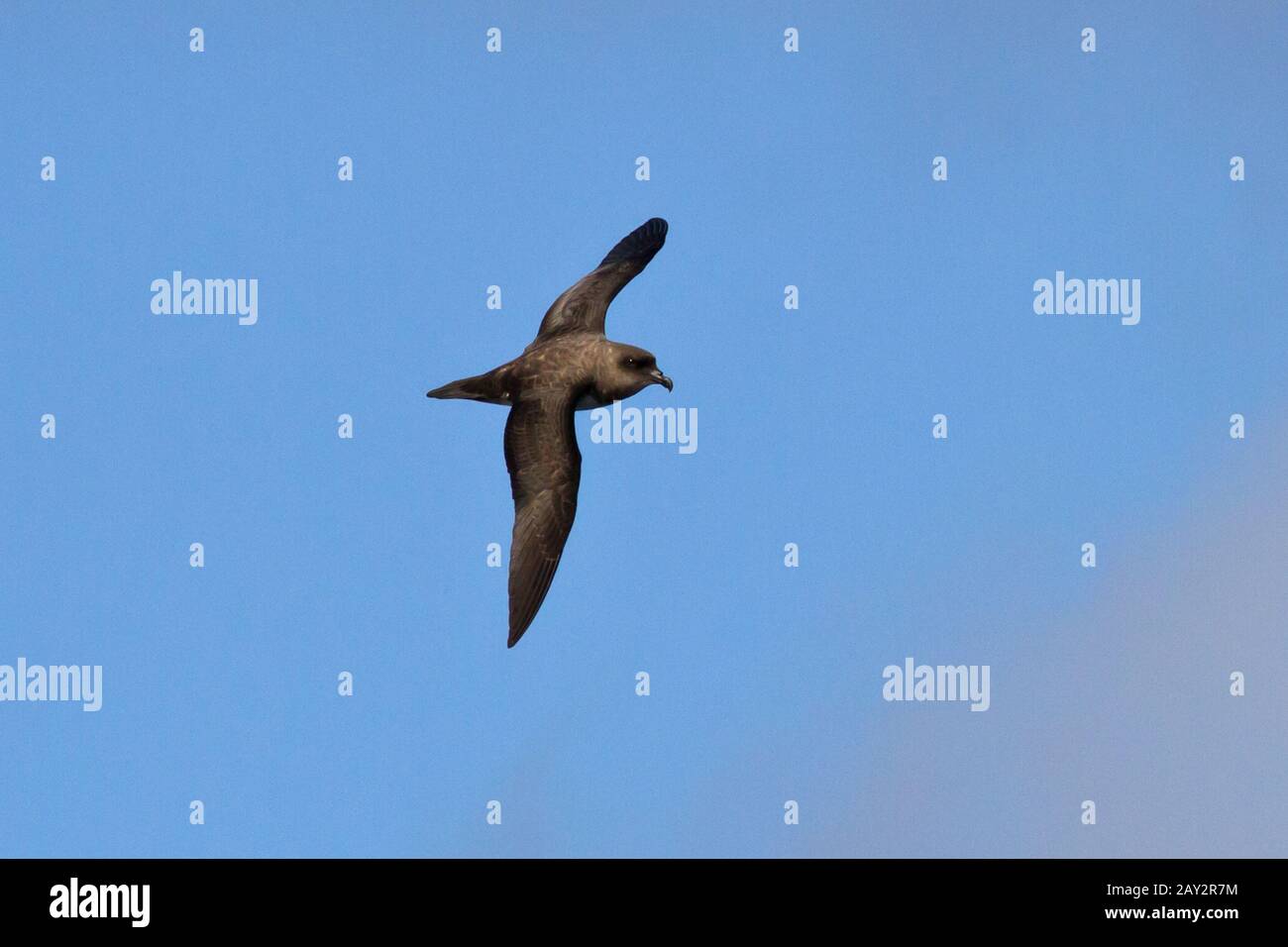 Schlegels Petrel High Resolution Stock Photography and Images - Alamy