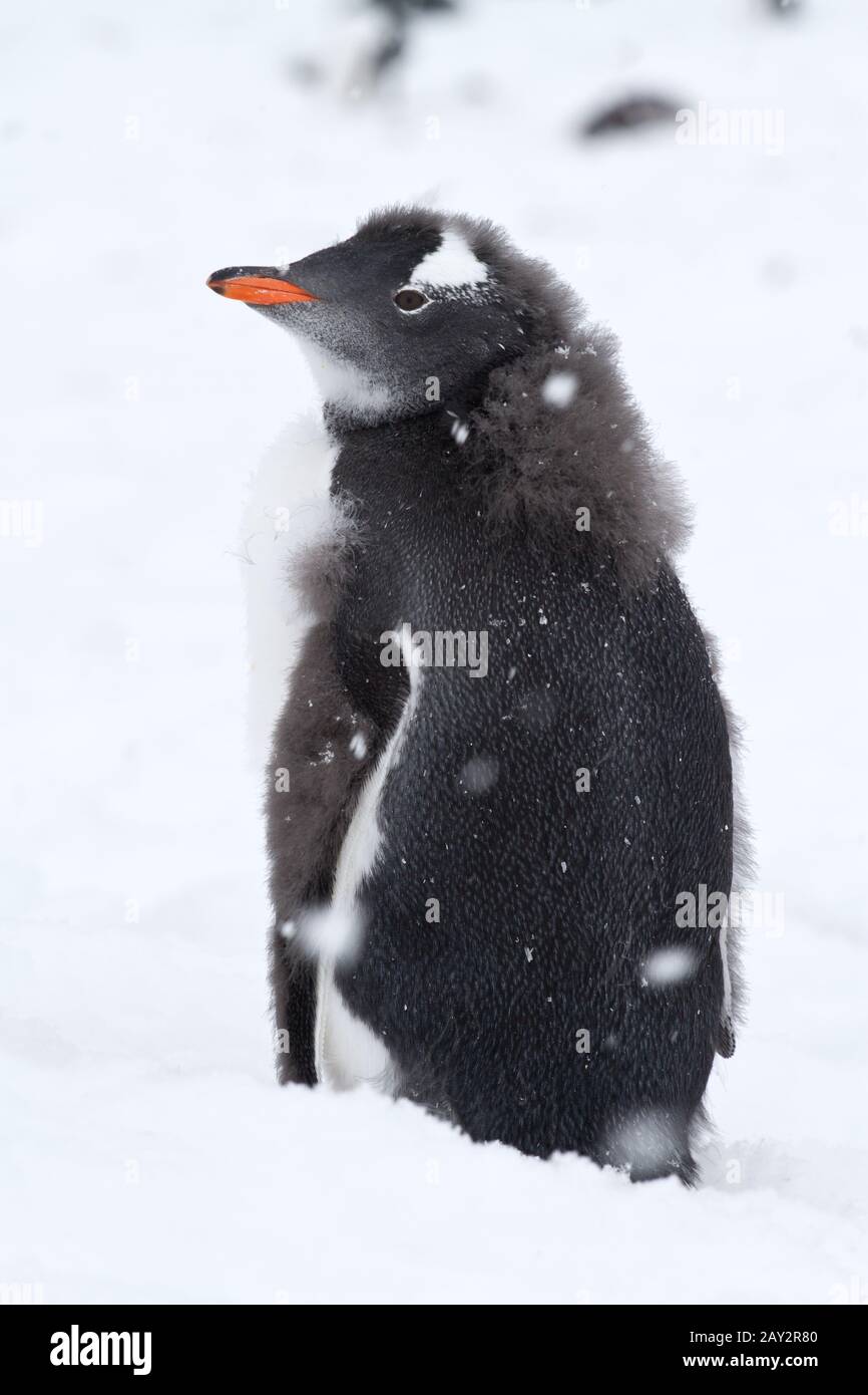almost molting Gentoo penguin chick with the remnants of fluff Stock ...