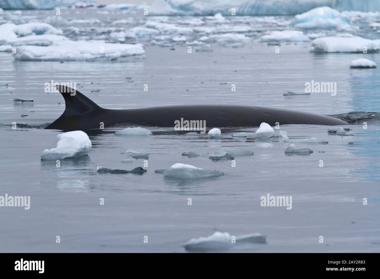 spin and fin whale Minke which surfaced in Antarctic waters Stock Photo ...