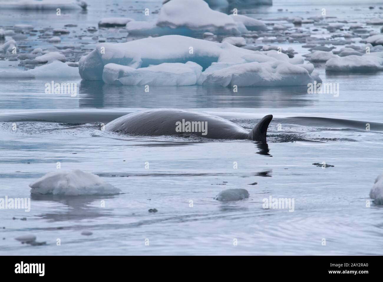 Whale floating hi-res stock photography and images - Alamy