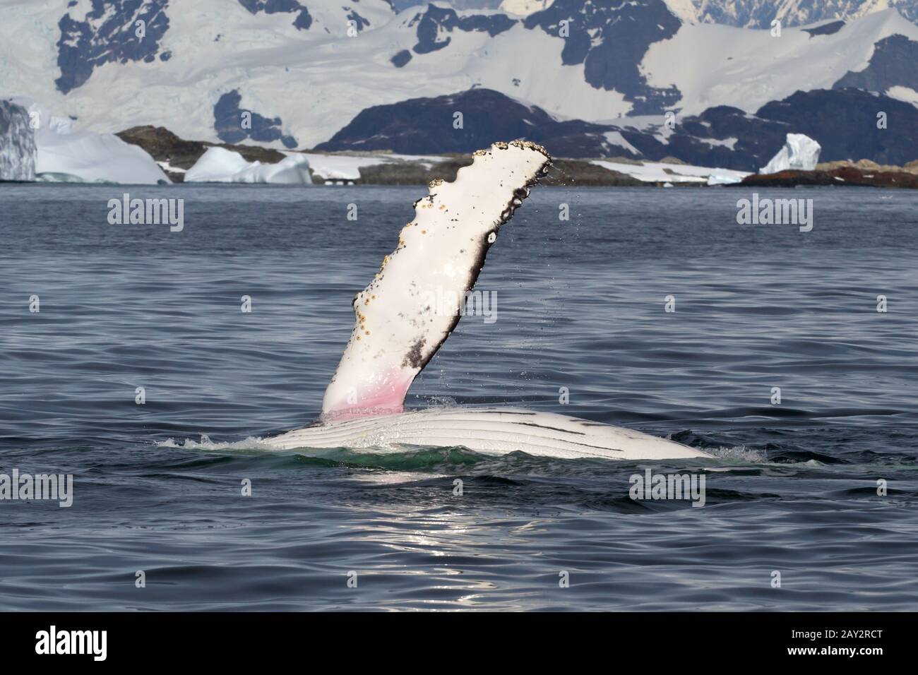 Humpback whale flippers hi-res stock photography and images - Alamy