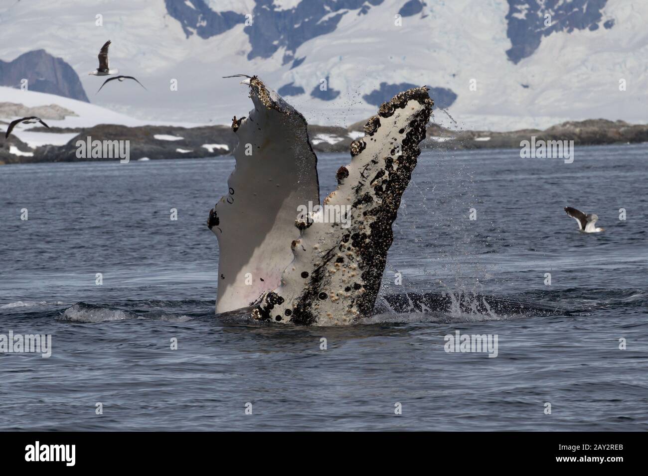 humpback whale flippers that flips under water Stock Photo - Alamy