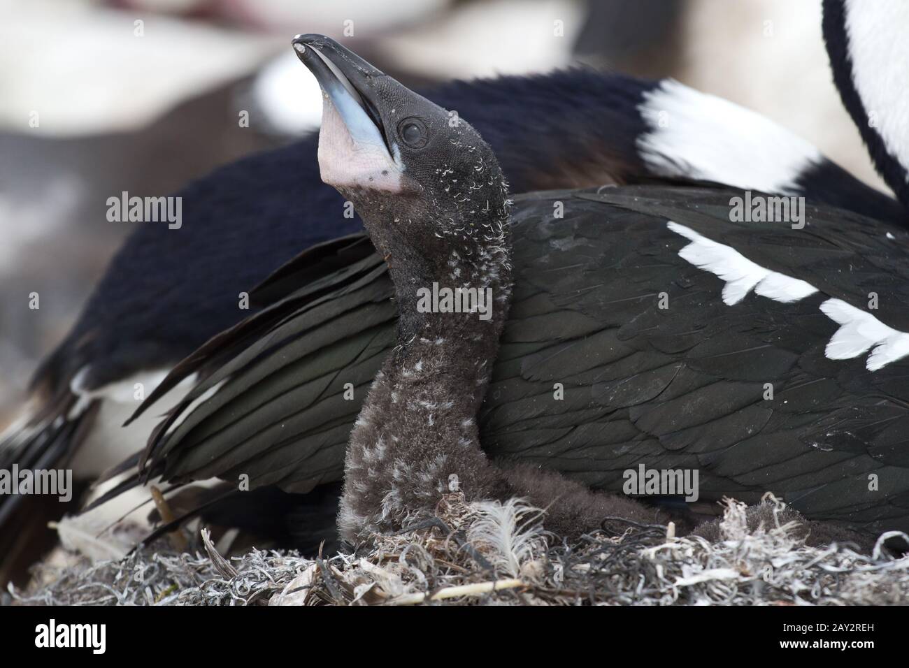 Cormorant chick hi-res stock photography and images - Alamy
