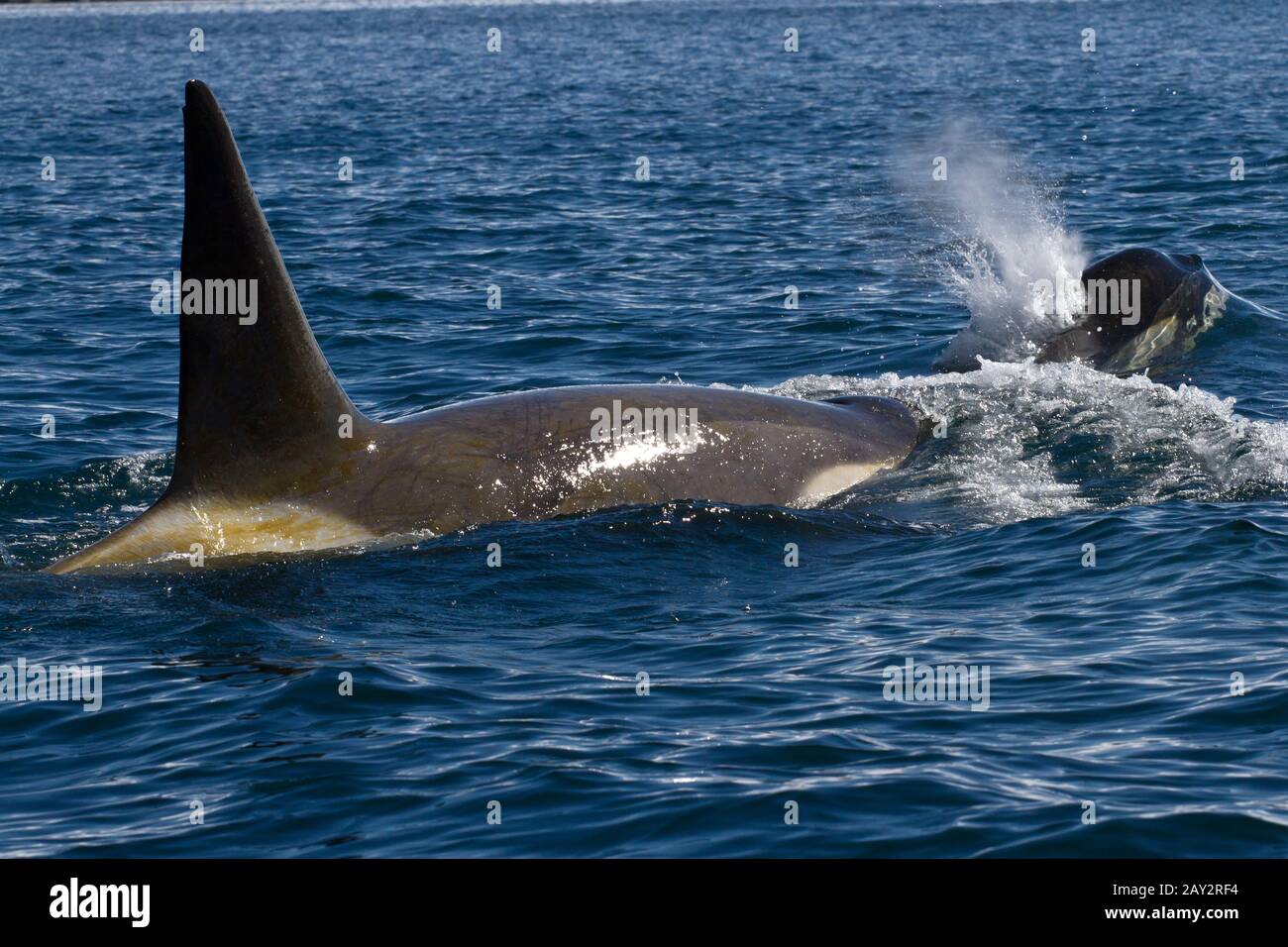 Female killer whale hi-res stock photography and images - Alamy