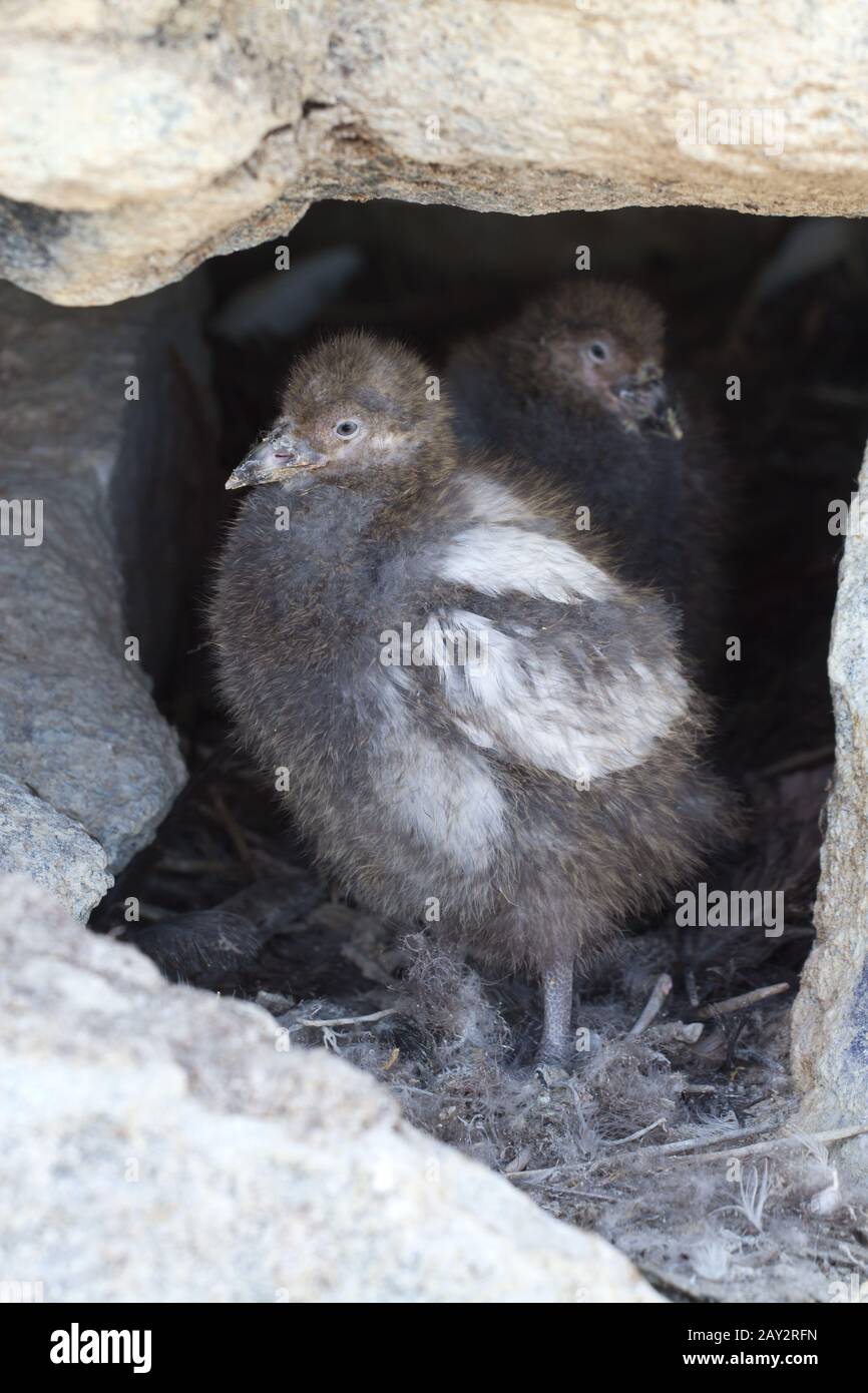 two chicks in the nest Snowy Sheathbill between stones Stock Photo - Alamy