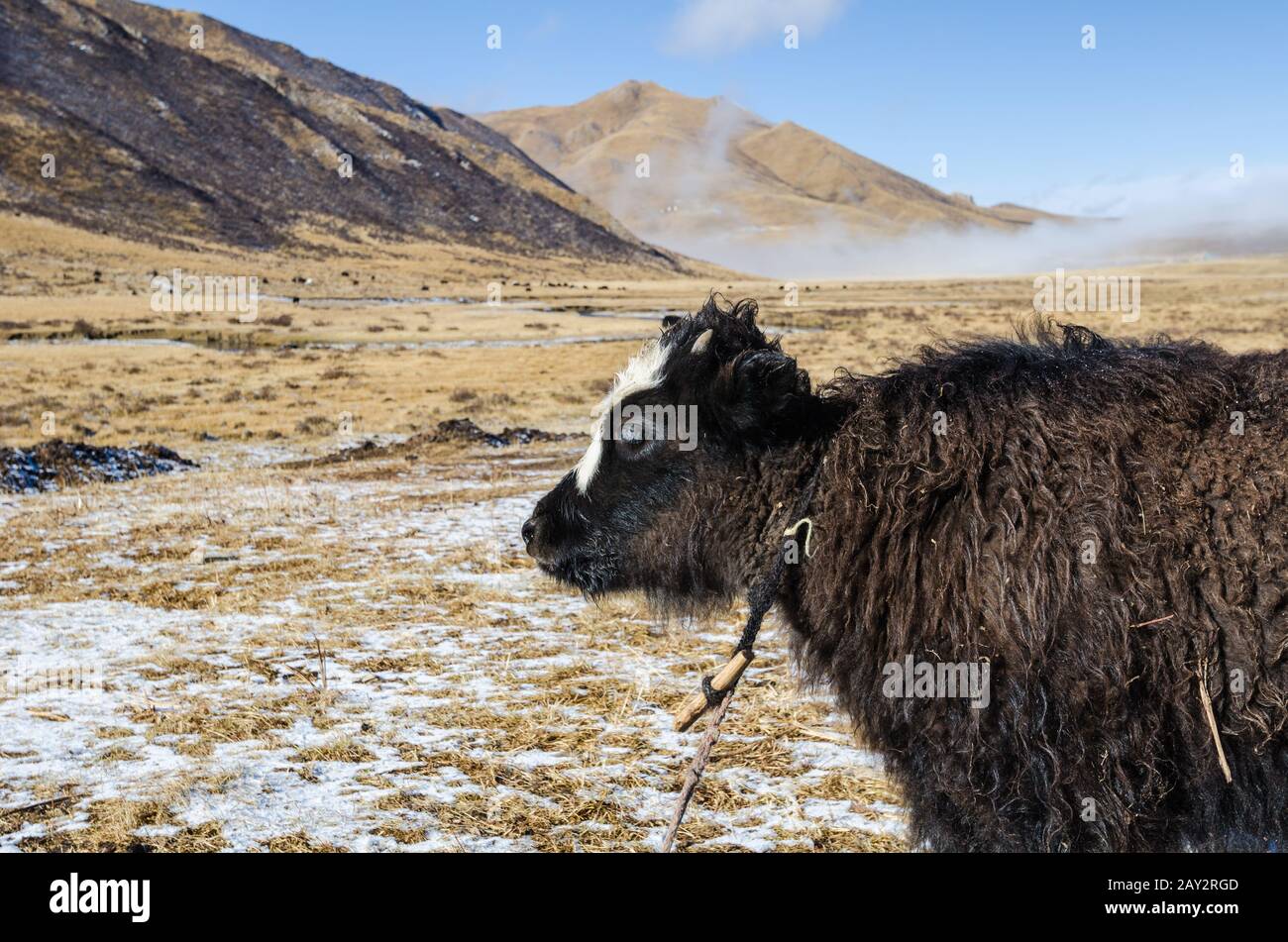 White yak hair hi-res stock photography and images - Alamy