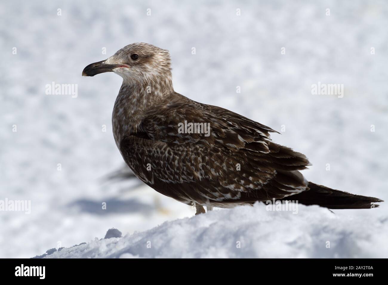 young Dominican gull of snow in Antarctica Stock Photo - Alamy