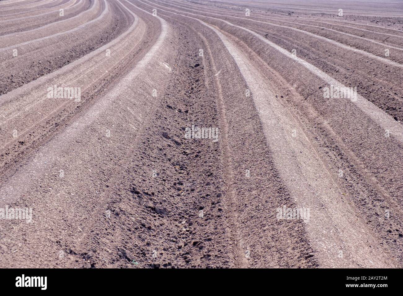 Plowed field furrows for potato cultivation Stock Photo - Alamy