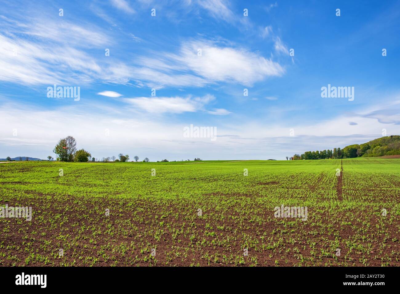 View at a agricultural landscape with growing crops Stock Photo - Alamy