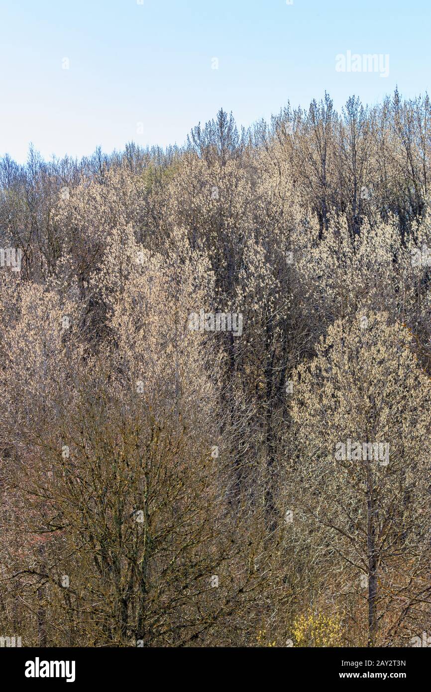 Spring budding trees in a beautiful woodland Stock Photo - Alamy