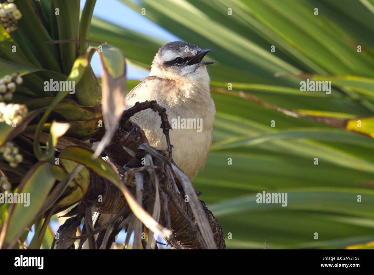 Chalk-browed Mockingbird sitting among the green branches with open ...