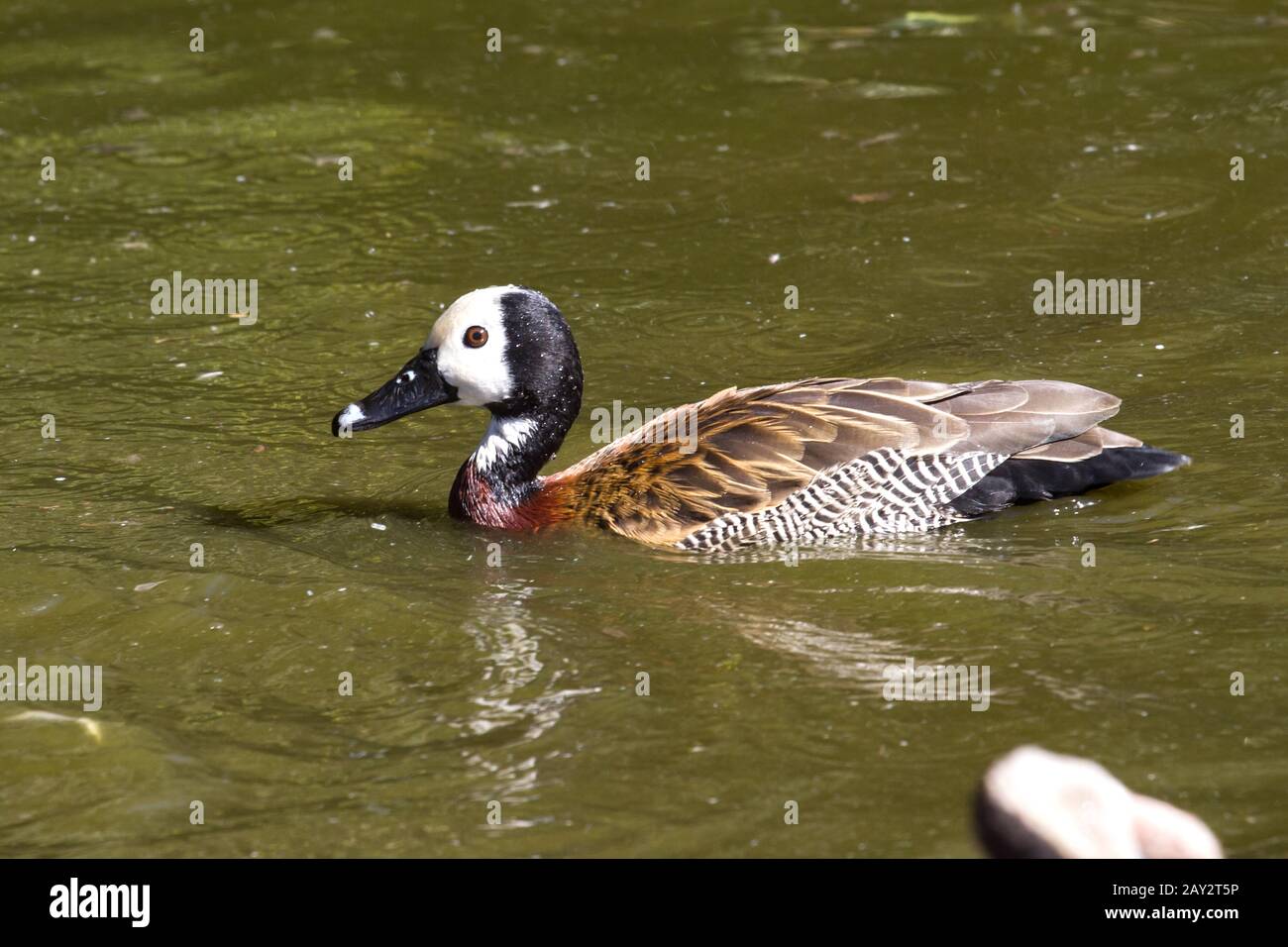 White faced tree duck hi-res stock photography and images - Alamy