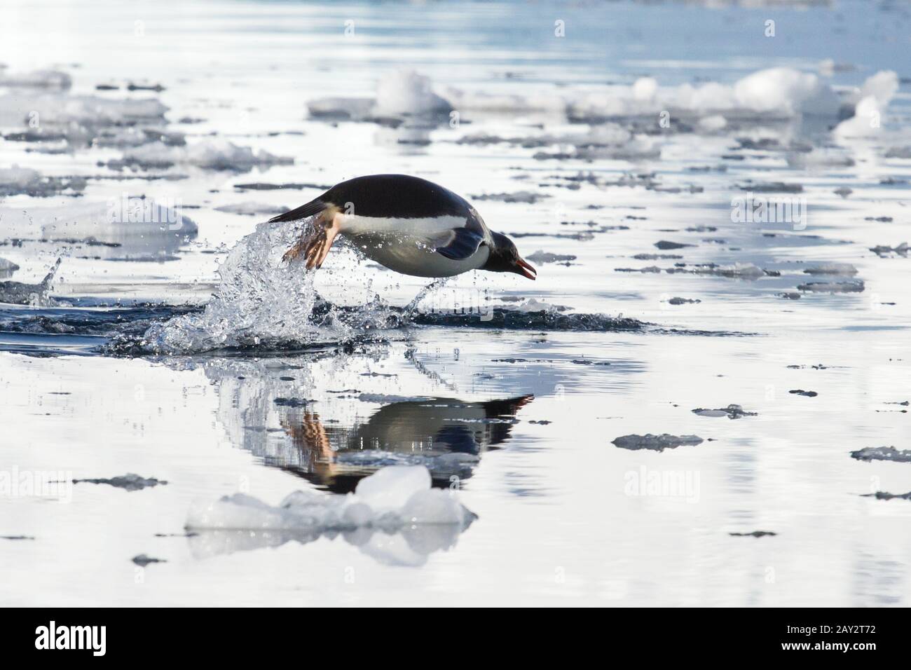 Gentoo penguin leaping above the water and its reflection Stock Photo ...