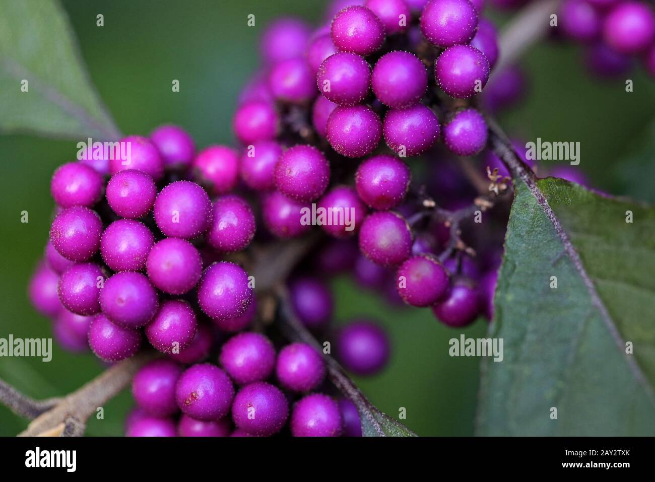 Chinese peach hi-res stock photography and images - Alamy