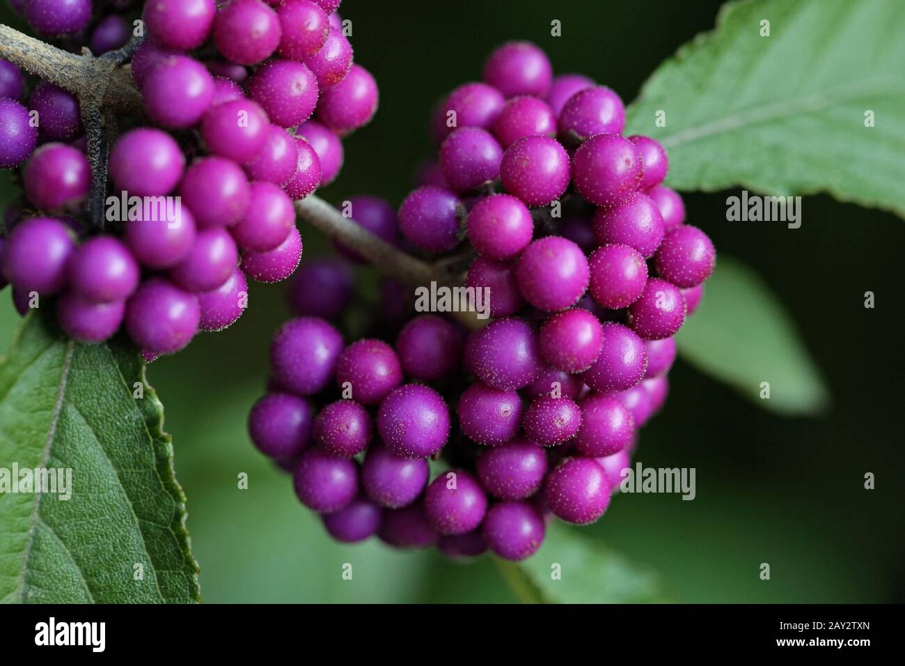Chinese peach hi-res stock photography and images - Alamy