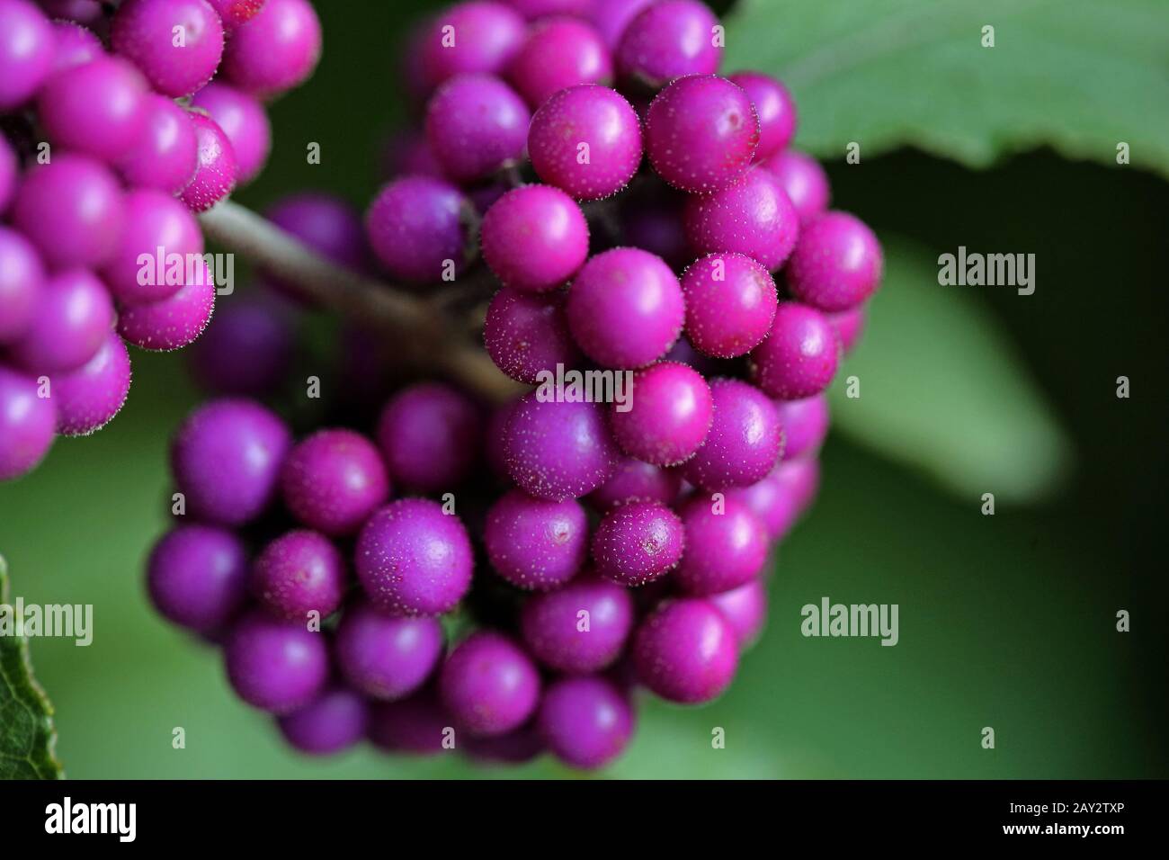 Chinese peach hi-res stock photography and images - Alamy
