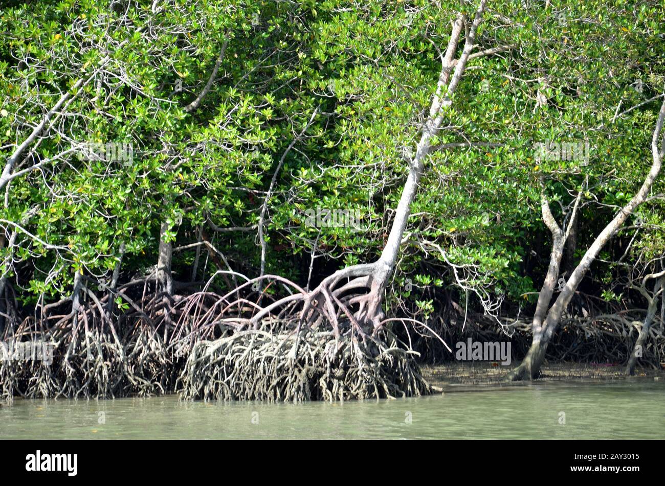 Prop Roots Mangrove