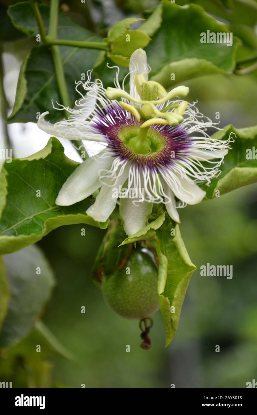Passion fruit tree hi-res stock photography and images - Alamy
